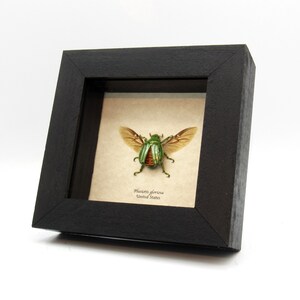 Real Metallic Gold Jewel Beetle Framed Taxidermy - Plusiotis (chrysina ...