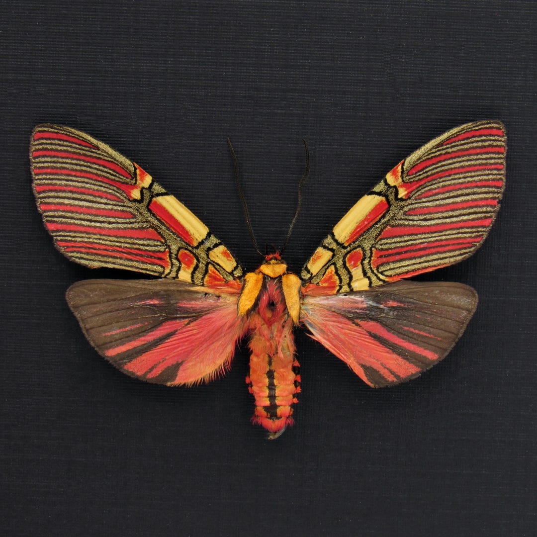 Rare Red Erebid Moth Framed Taxidermy - Anaxita Constricta - Etsy