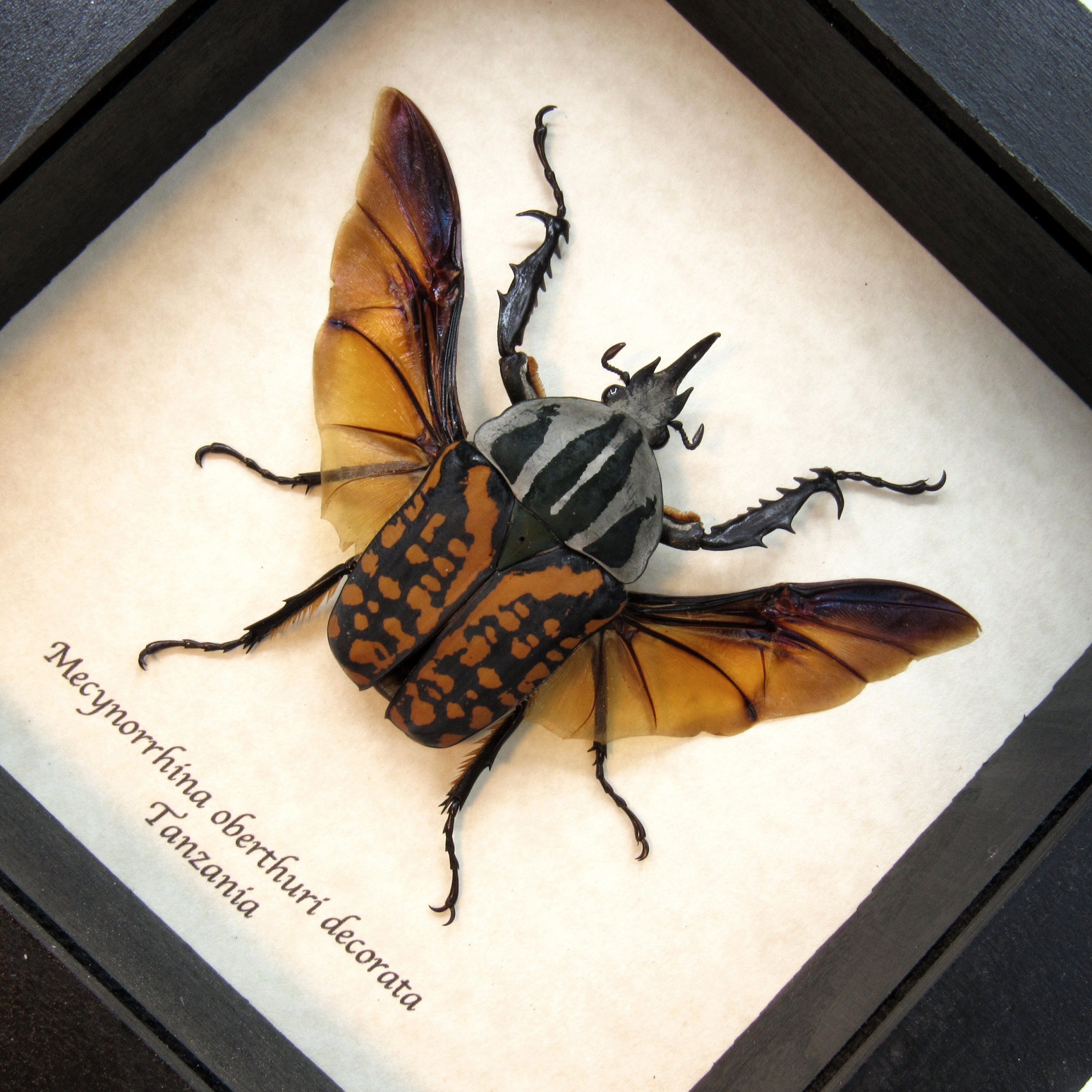 Mecynorrhina oberthuri decorata African Flower Beetle in Box Frame Home ...