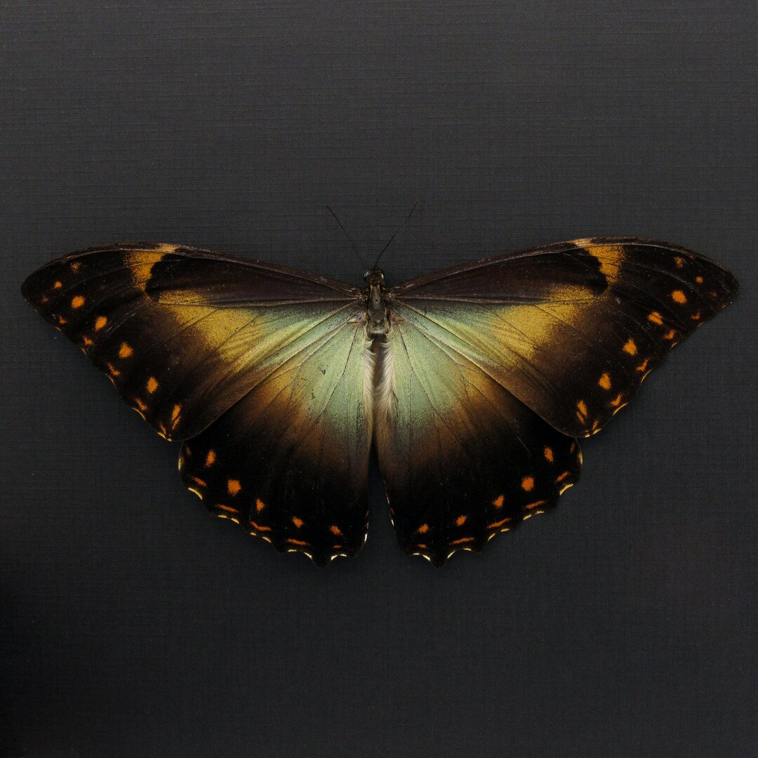 Rare Giant Morpho Butterfly Framed Taxidermy - Morpho Amphitryon ...