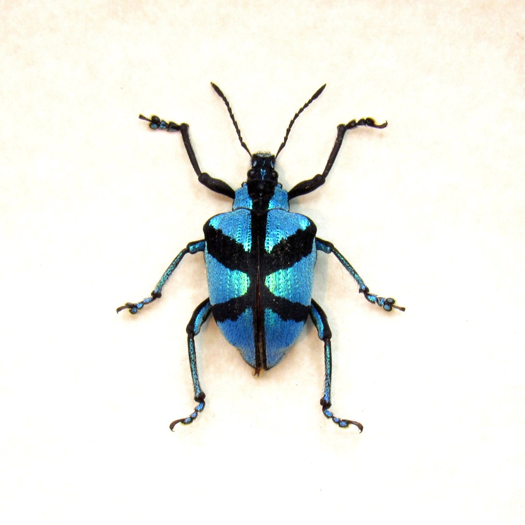 Rare Blue Metallic Weevil Framed Taxidermy - Polytelis Decussatus - Etsy