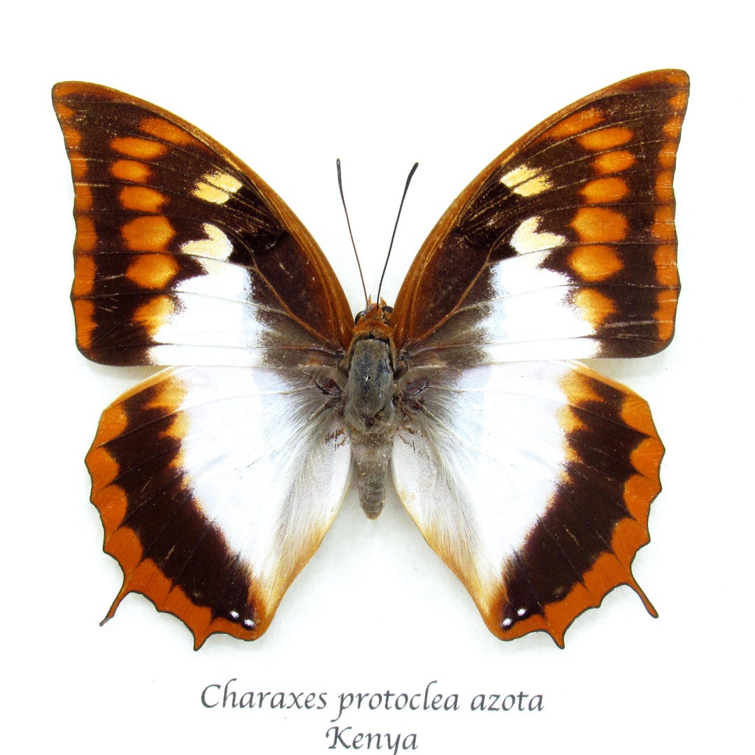 Rare Flame Bordered Charaxes Butterfly Framed Taxidermy - Charaxes ...