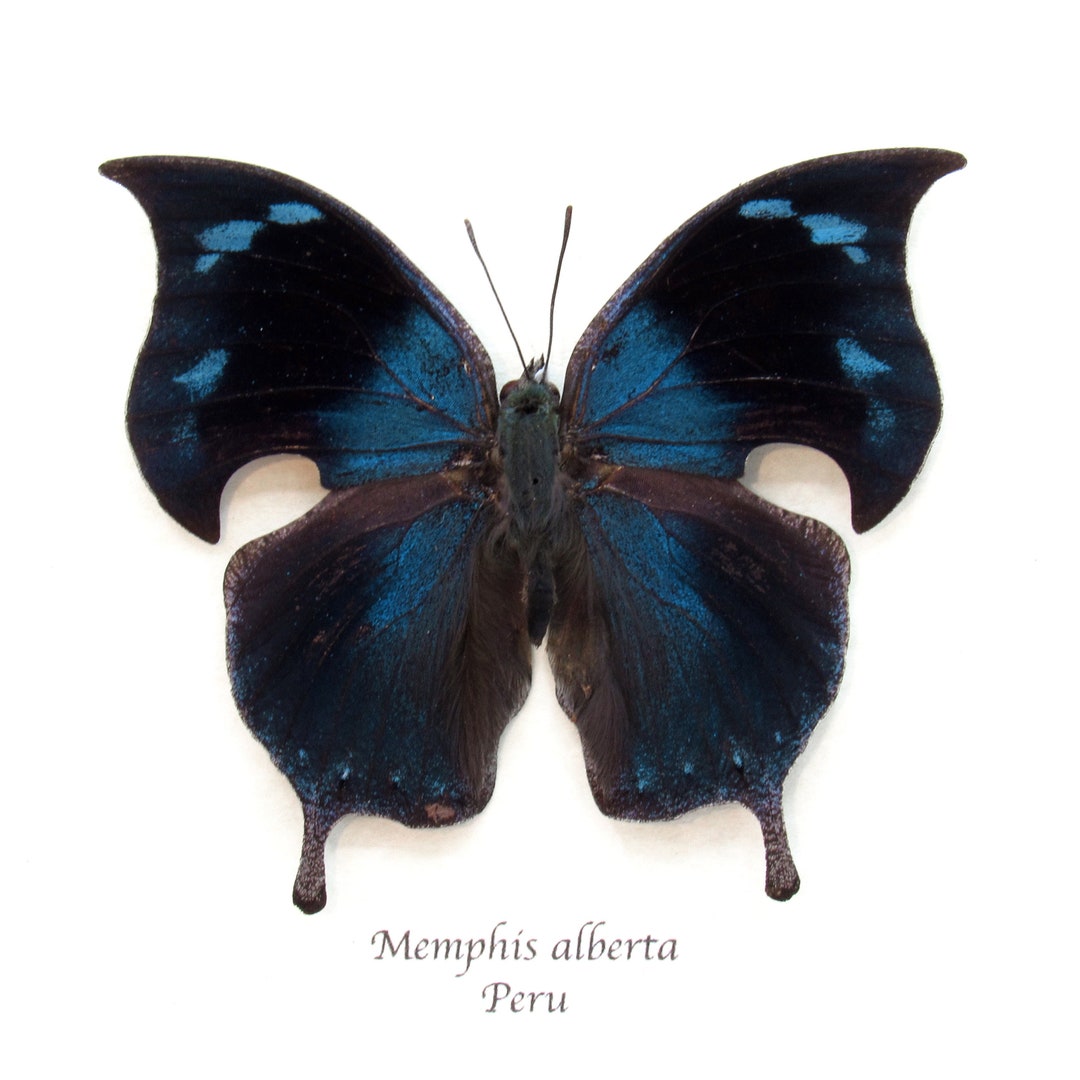 Rare Blue Hatchet Wing Butterfly Framed Taxidermy Memphis Alberta - Etsy