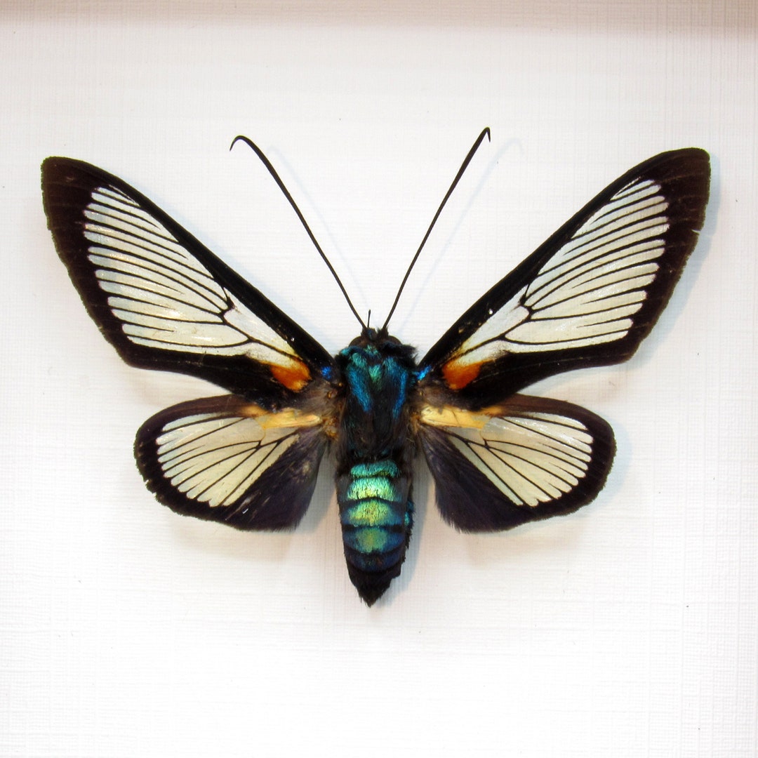 Real Metallic Clear Wing Moth Framed Taxidermy Cocytia Durvillii - Etsy