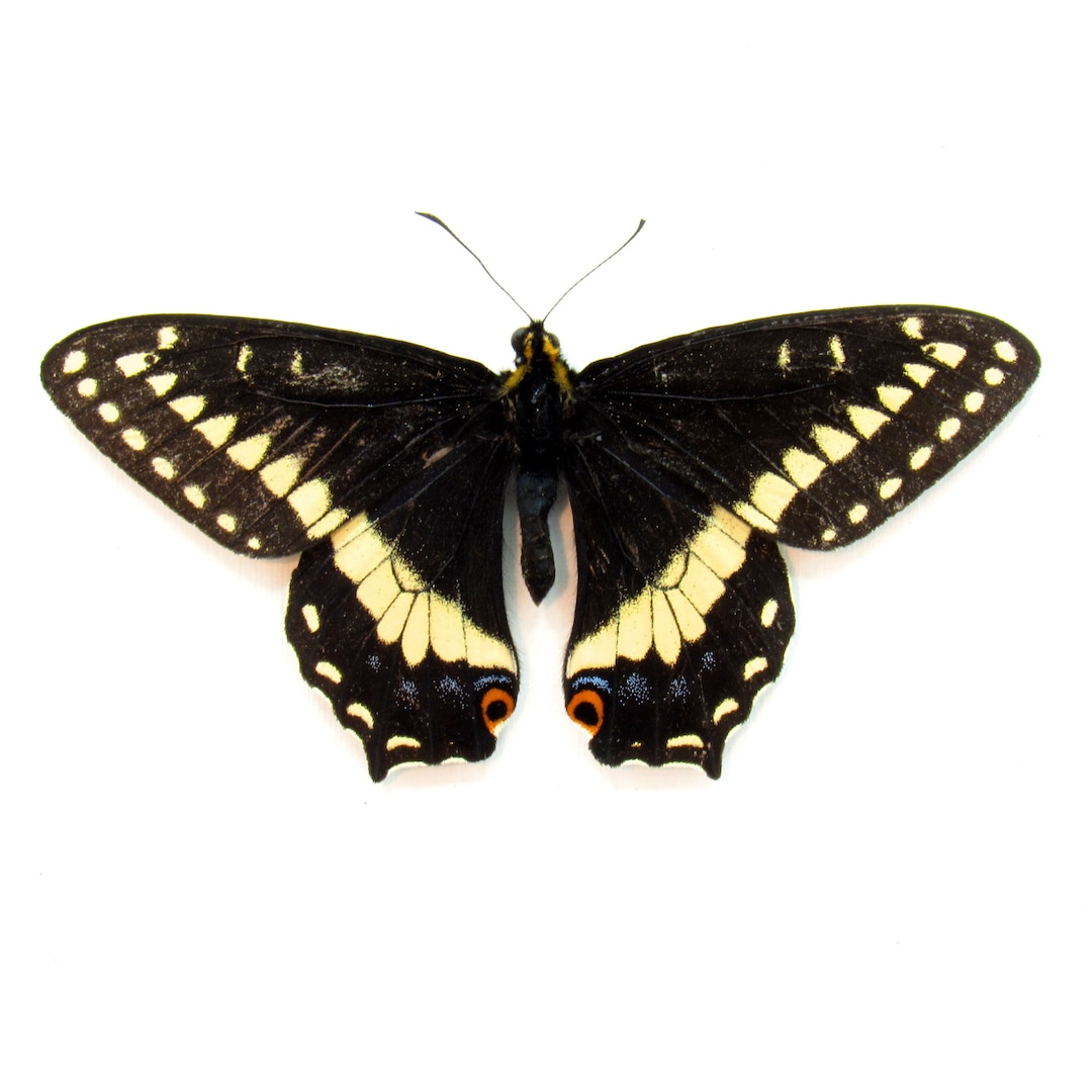 Real Black Indra Swallowtail Butterfly Framed Taxidermy Papilio Indra ...