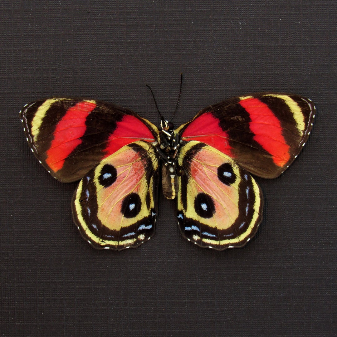 Very Rare Pink Two Eyed Eighty-eight Butterfly Framed Taxidermy ...
