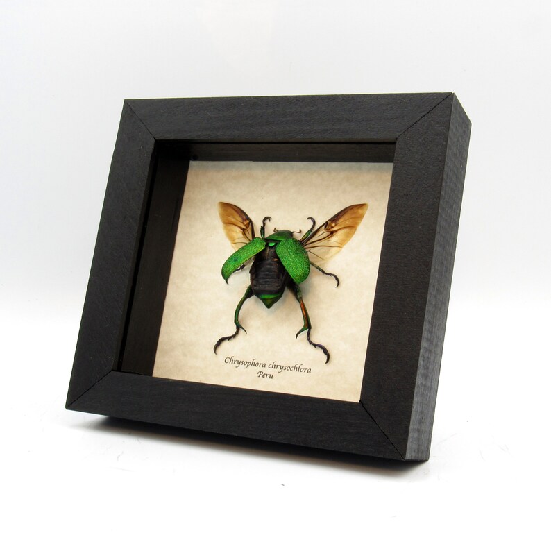 Real Metallic Green Frog Scarab Beetle Framed Taxidermy - Etsy