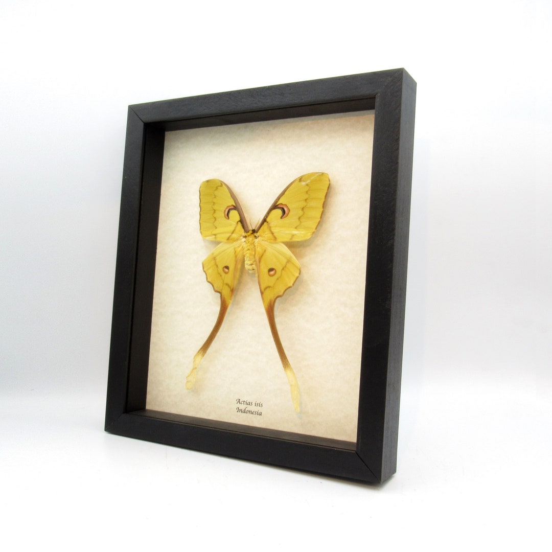 Rare Sulawesi Moon Moth Framed Taxidermy - Actias Isis - Female - Etsy