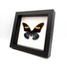 Rare Giant Queen Swallowtail Butterfly Framed Taxidermy Papilio ...