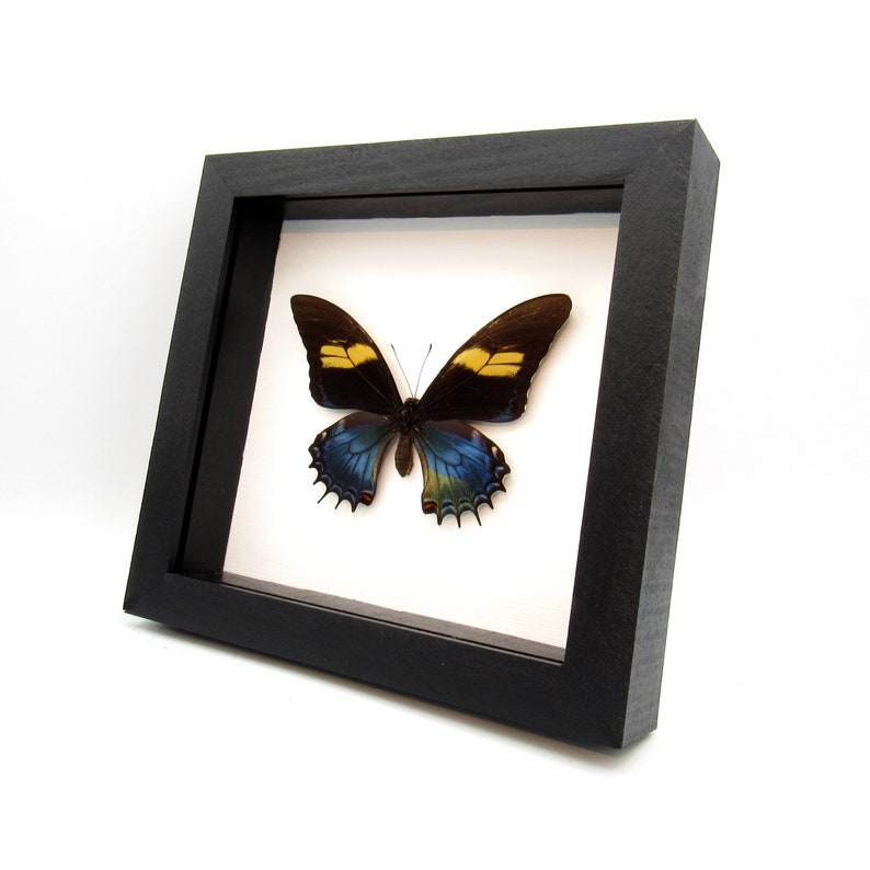 Rare Giant Queen Swallowtail Butterfly Framed Taxidermy - Etsy