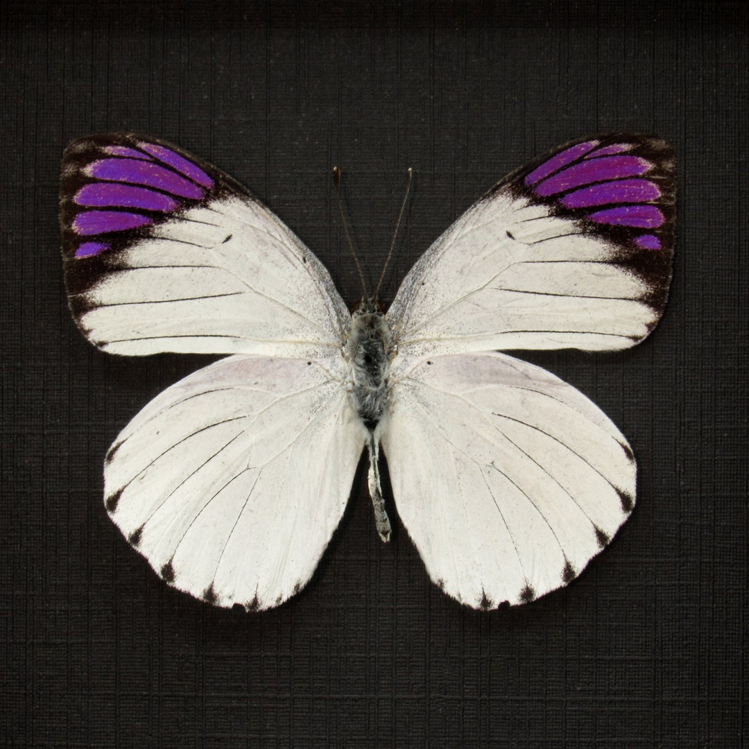 Real Purple Tip Butterfly Framed Taxidermy Colotis Regina - Etsy