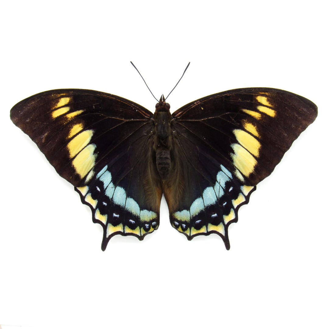 Rare Framed Butterfly Specimen - Charaxes Eurialus - XL Female ...