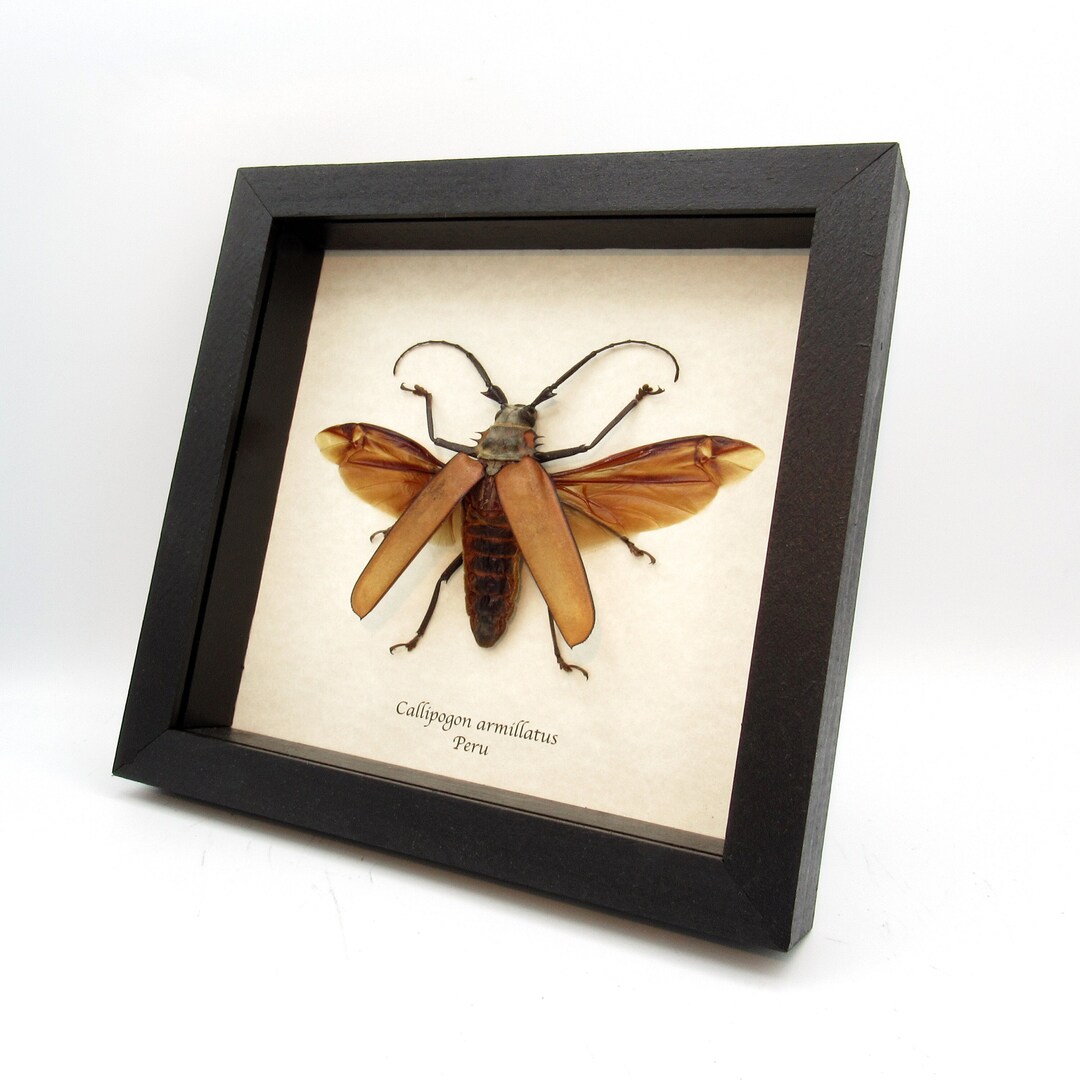 Real Giant Longhorn Beetle Framed Taxidermy - Callipogon Armillatus ...