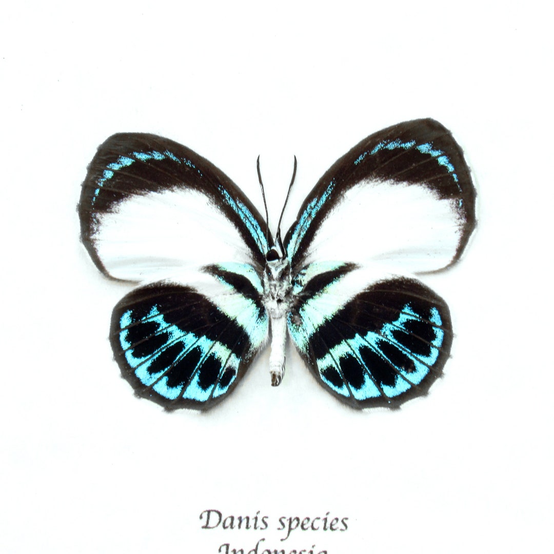 Real Blue Butterfly Framed Taxidermy Danis Species Female - Etsy
