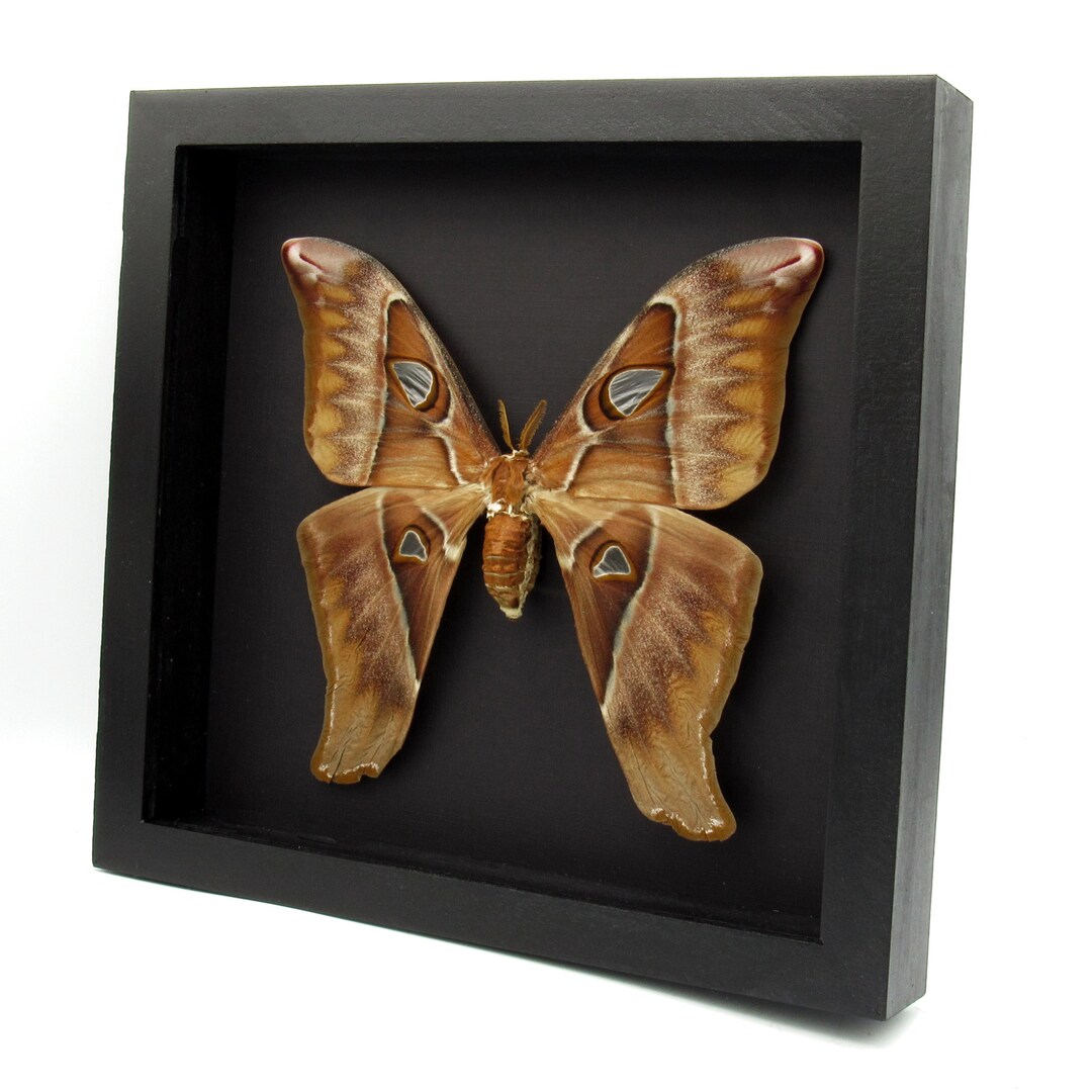 Rare Giant Hercules Atlas Moth Framed Taxidermy Coscinocera Hercules ...