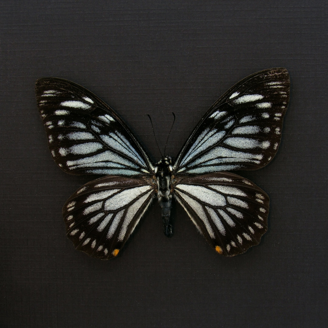 Real Mime Butterfly Framed Taxidermy Chilasa Osmana - Etsy