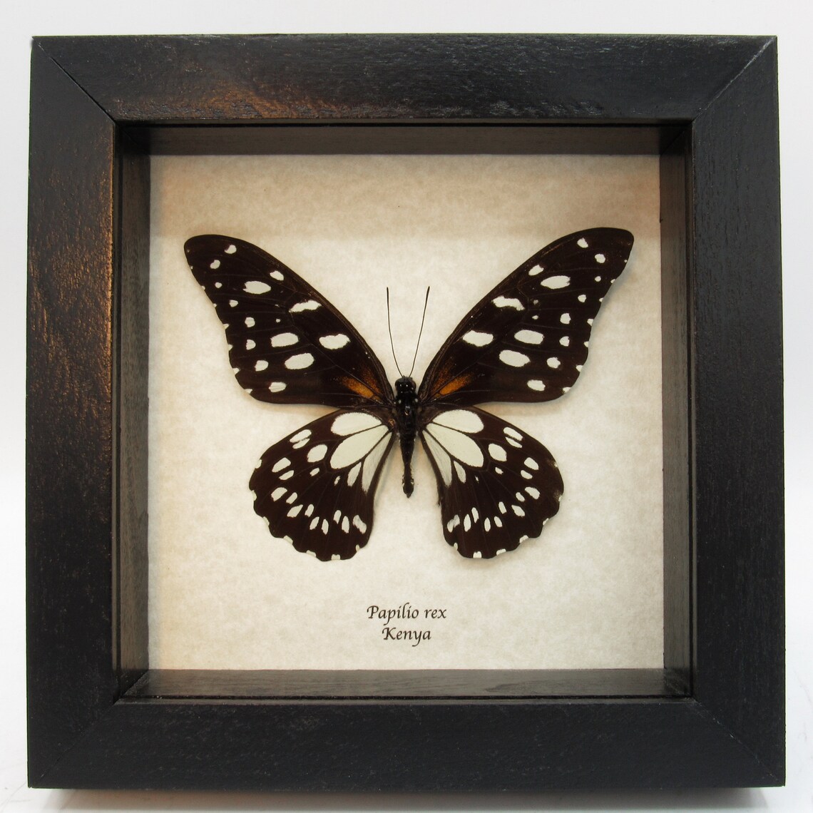 Rare Regal Swallowtail butterfly framed Papilio rex | Etsy