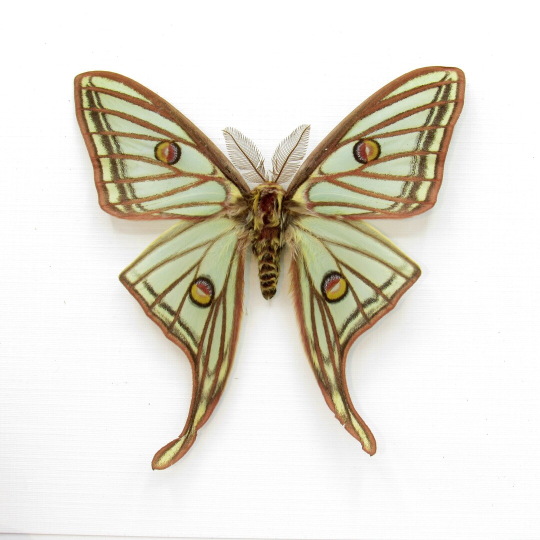 Rare XL Spanish Moon Moth Framed Taxidermy Graellsia - Etsy