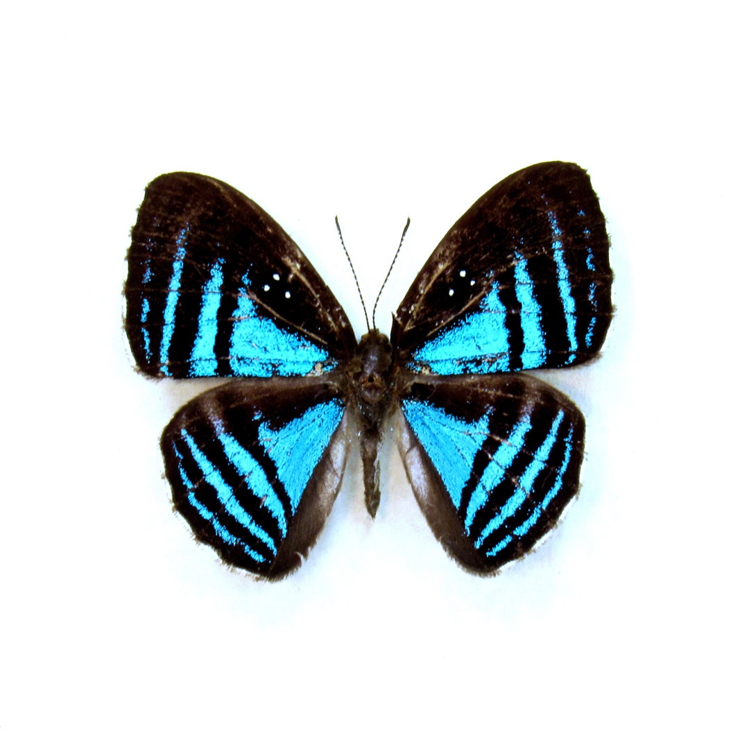 Rare Blue Metalmark Butterfly Framed Taxidermy Mesosemia Eumene - Etsy