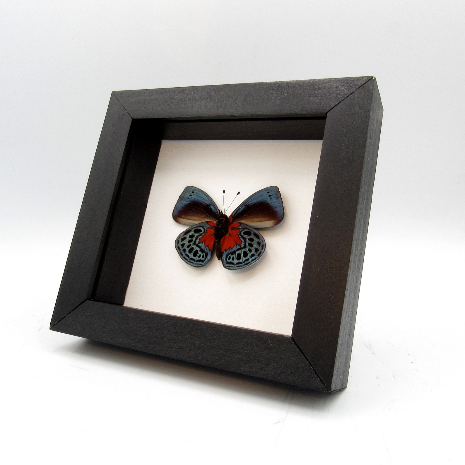 Real Metallic Blood Red Butterfly Framed Taxidermy - Asterope Optima - Etsy