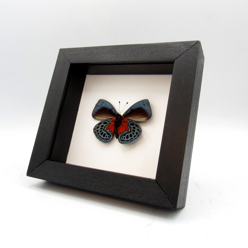 Real Metallic Blood Red Butterfly Framed Taxidermy - Asterope Optima - Etsy