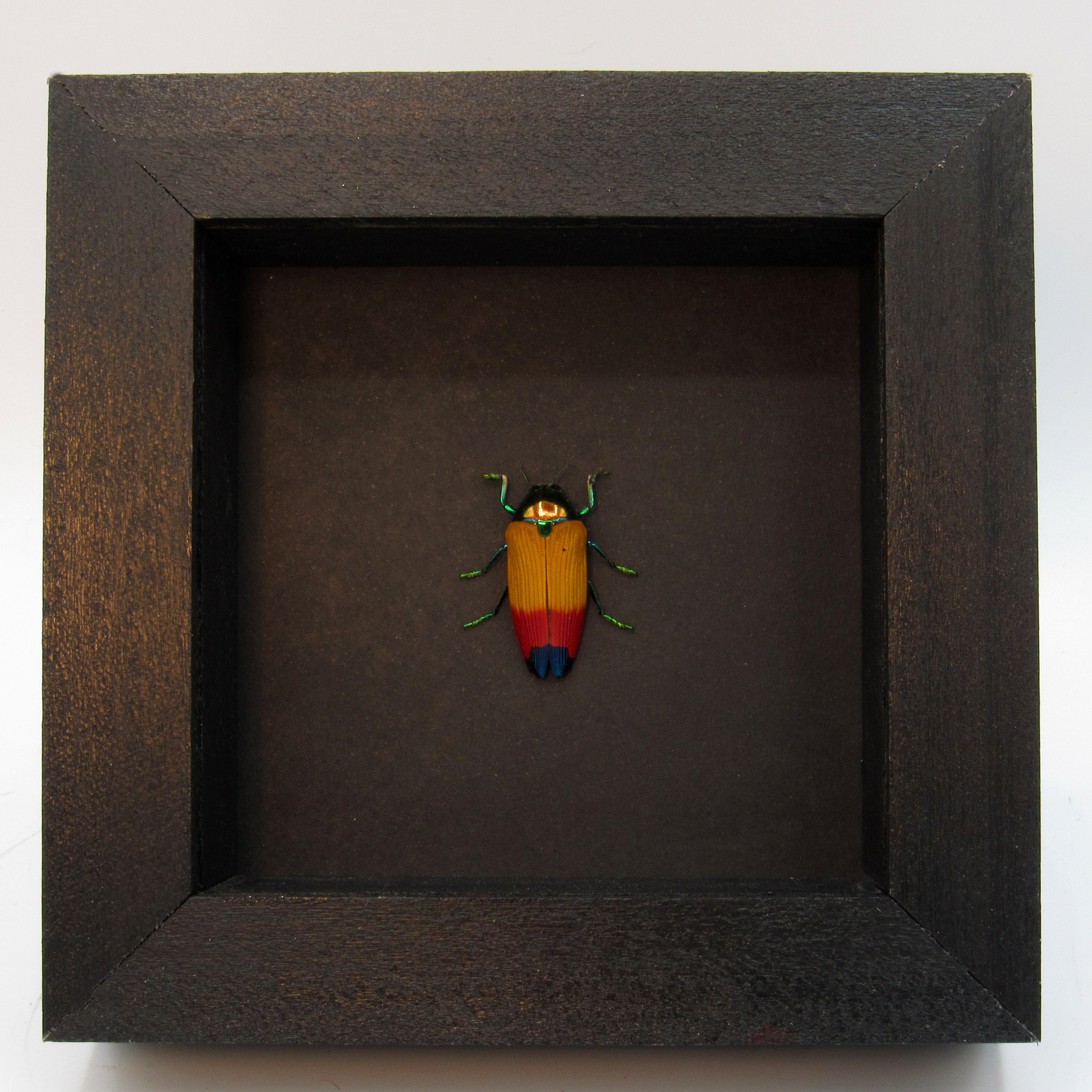 Real Rainbow Beetle Framed Taxidermy Metaxymorpha Apicalis - Etsy Hong Kong