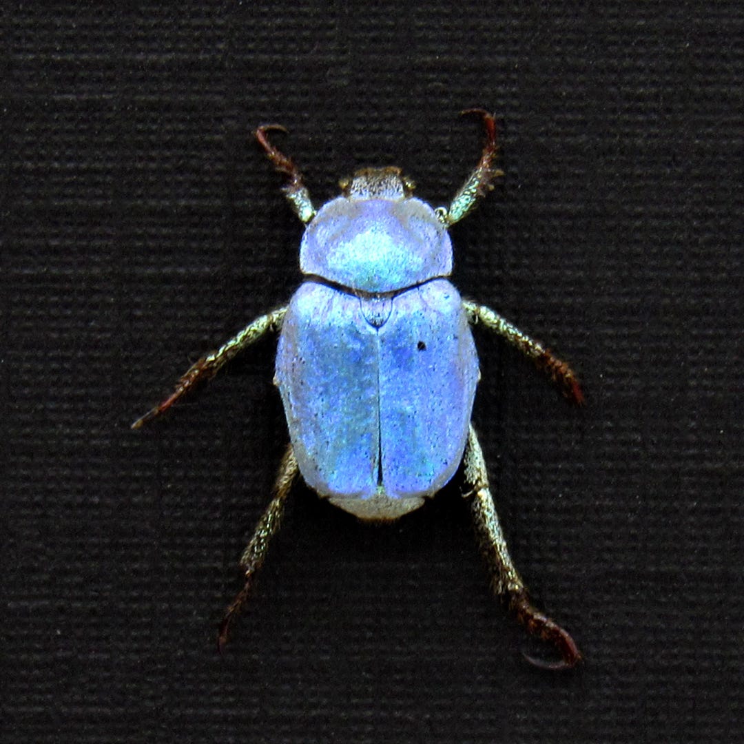 Real Tiny Blue Scarab Beetle Framed Taxidermy - Hoplia Coerulea - Etsy