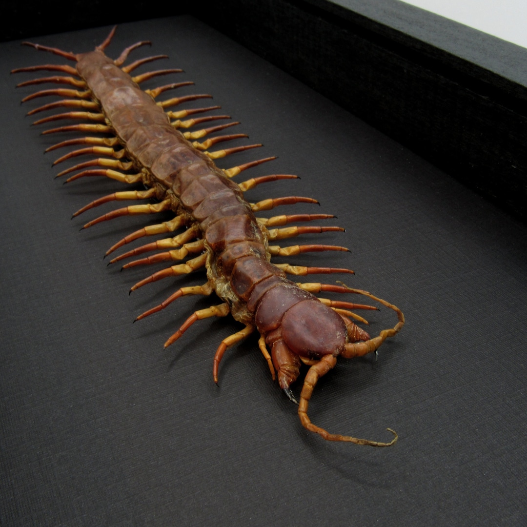 Giant Poisonous Forest Centipede Framed Scolopendra Subspinipes 8.6 ...
