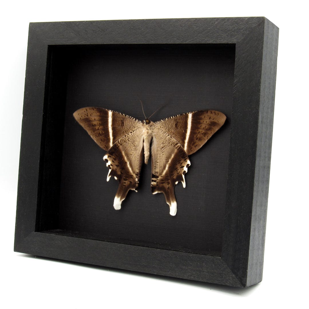Giant Tropical Swallowtail Moth Framed Taxidermy - Lyssa Macleayi ...