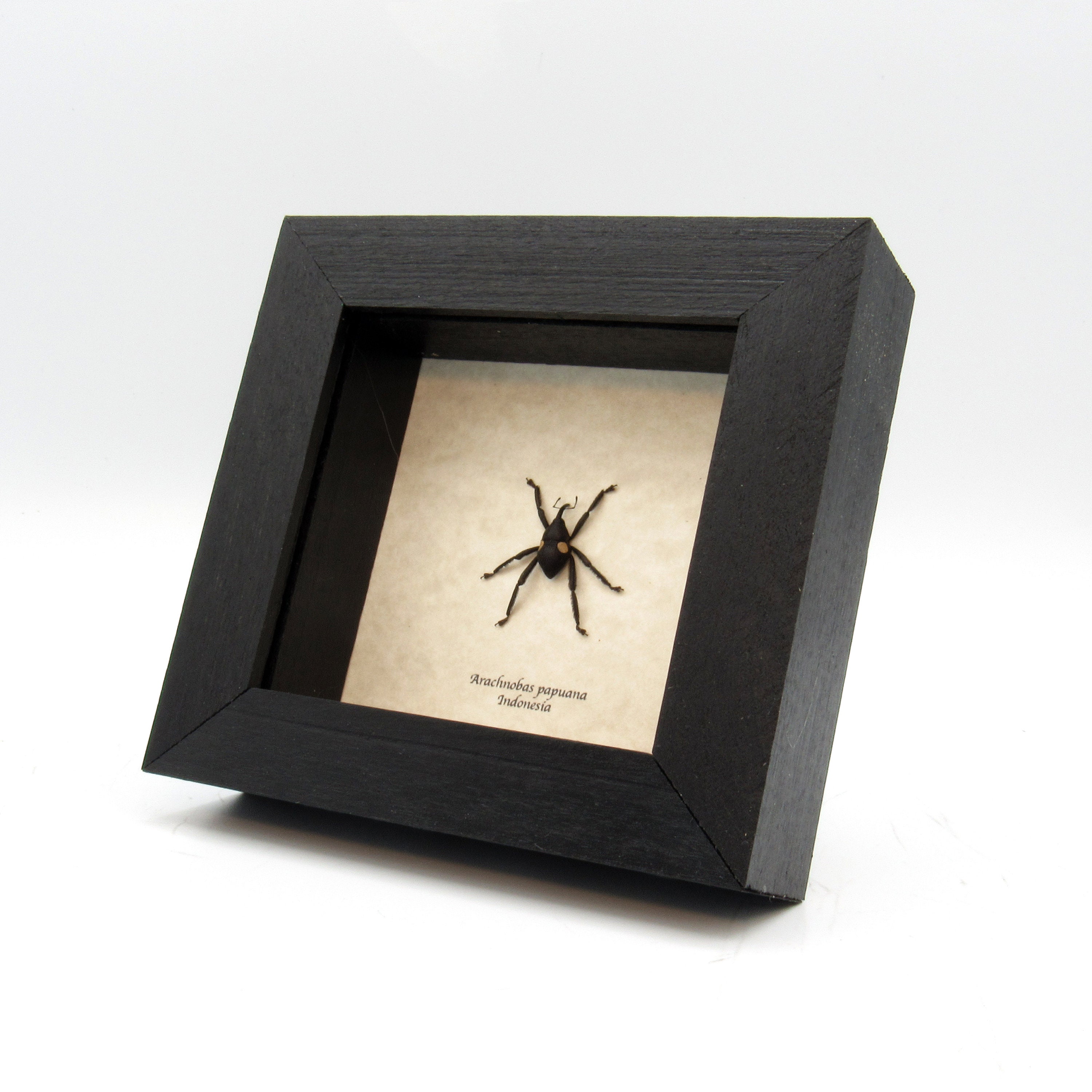 Taxidermy & Curiosities Home Décor Arachnobas papuana Rare black Weevil ...