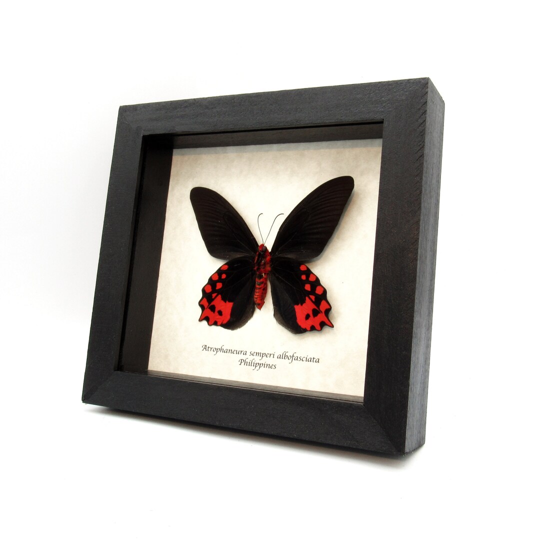 Real Vampire Butterfly Framed Taxidermy Atrophaneura Semperi ...