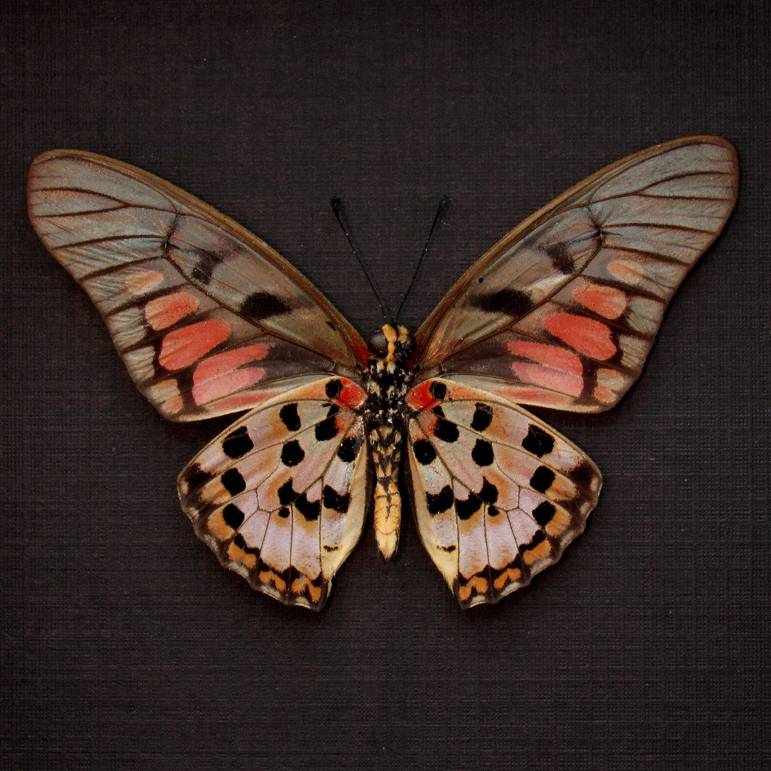 Real Pink Acraea Swordtail Butterfly Framed Taxidermy - Etsy