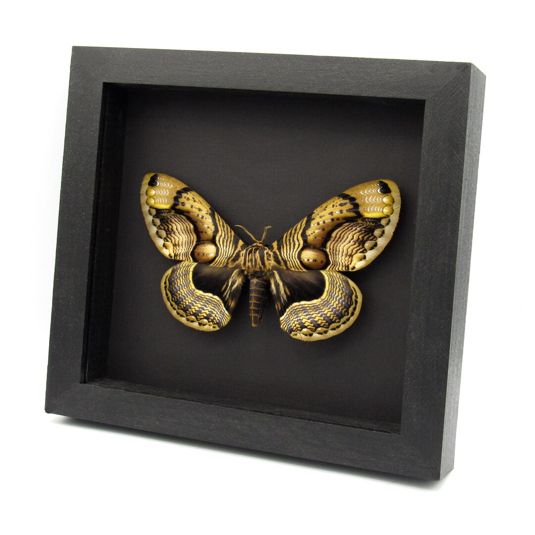 Large Brahmin Moth Framed Taxidermy - Brahmaea Wallichii - Female - Etsy