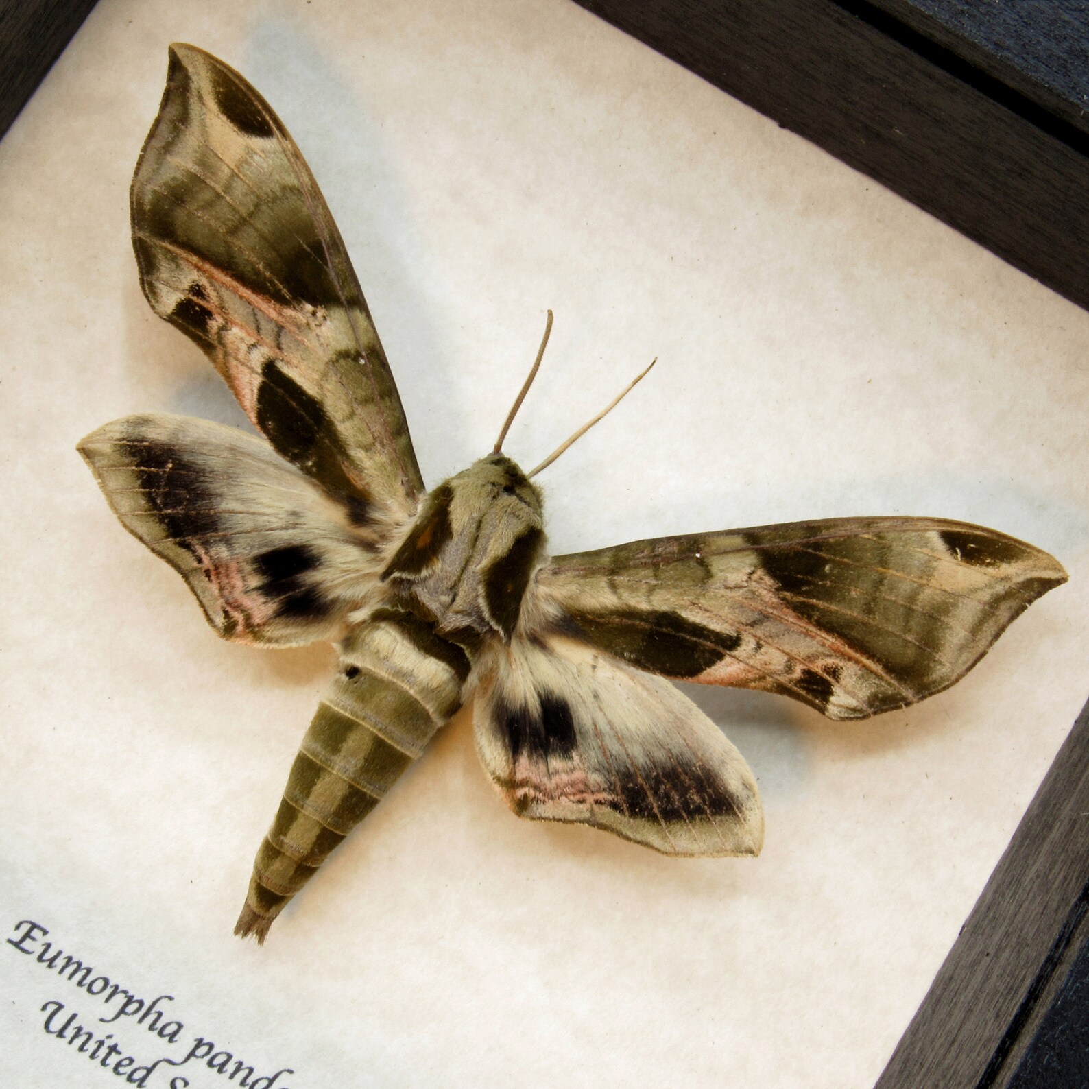 Real Pandora Sphinx moth framed Eumorpha pandorus | Etsy