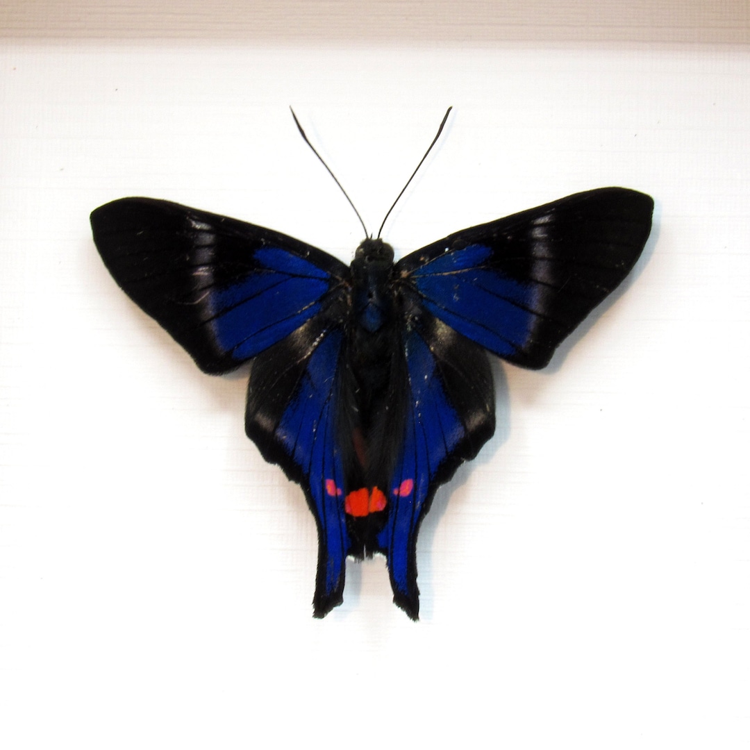 Real Metalmark Butterfly Framed Taxidermy Rhetus Periander - Etsy