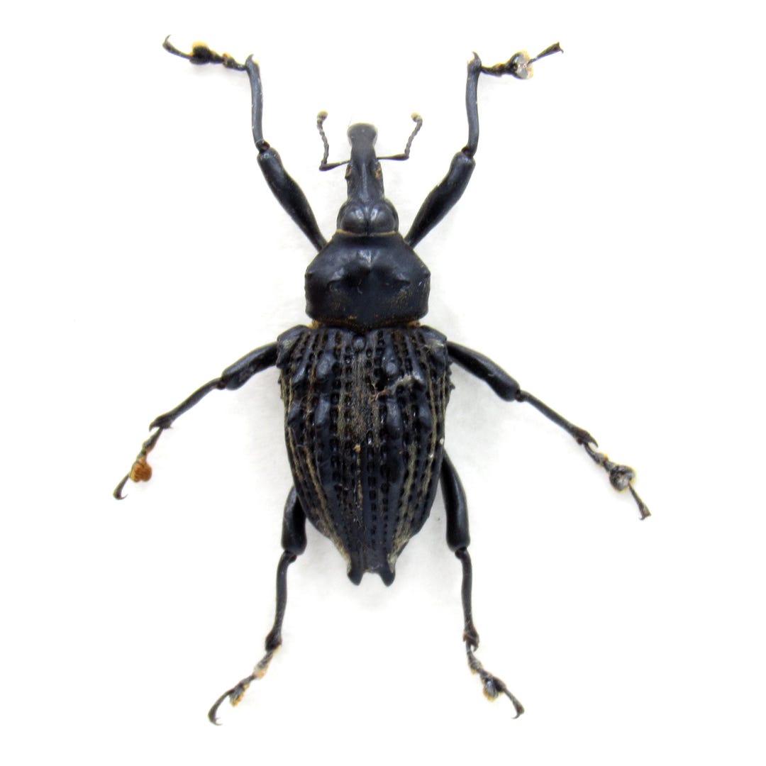 Rare Large Armored Weevil Beetle Framed Specimen - Curculionidae ...