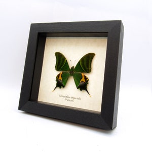 Real Rare Kaiser-i-hind Swallowtail Butterfly Framed Taxidermy ...