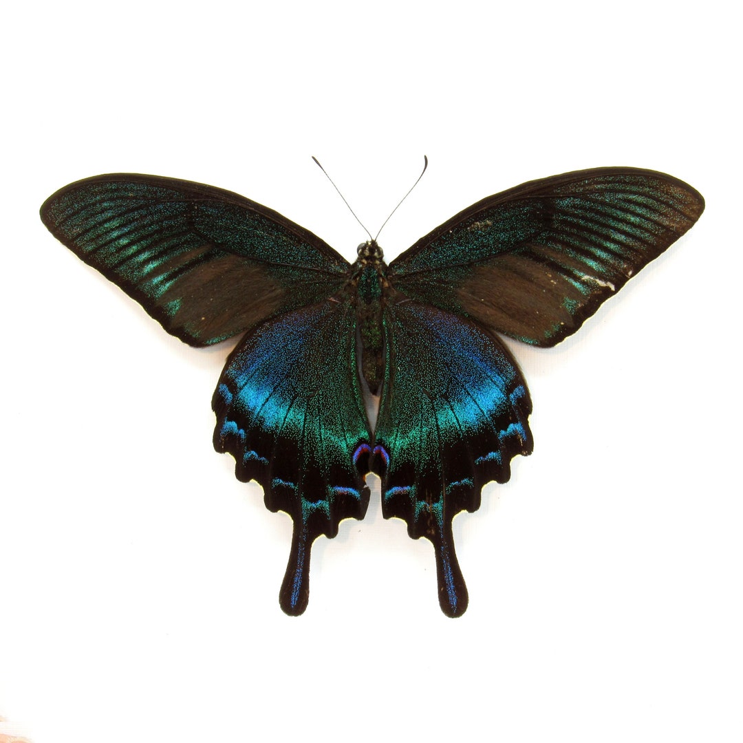 Real Large Alpine Black Swallowtail Framed Taxidermy Papilio Maackii ...