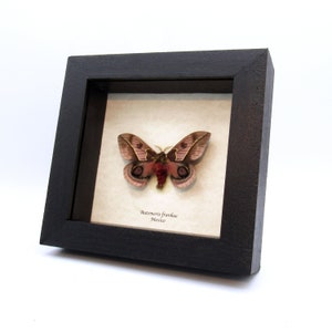 Rare Pink Saturn Moth Framed Taxidermy Automeris Frankae - Etsy