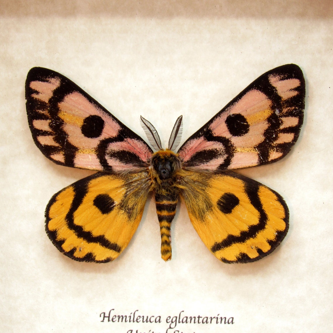 Real Rare Western Sheep Moth Framed Taxidermy Hemileuca - Etsy