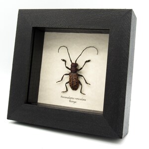 Real Cashew Stem Girdler Longhorn Beetle Framed Specimen Paranaleptes ...