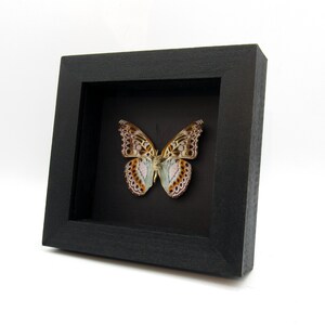 Real Lavender Butterfly Framed Taxidermy - Moduza Lymire - Etsy