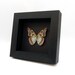 Real Lavender Butterfly Framed Taxidermy Moduza Lymire - Etsy