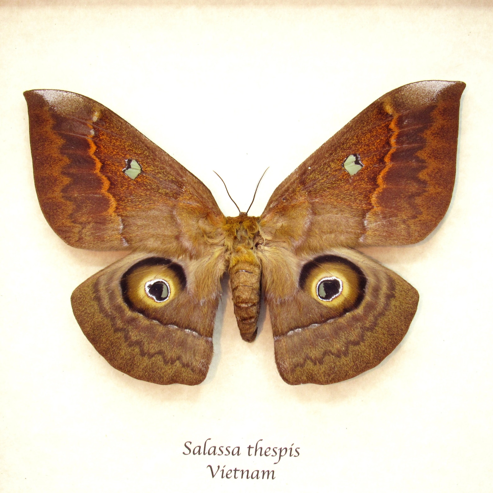 Rare Giant Saturn Moth Framed Taxidermy Salassa Thespis - Etsy