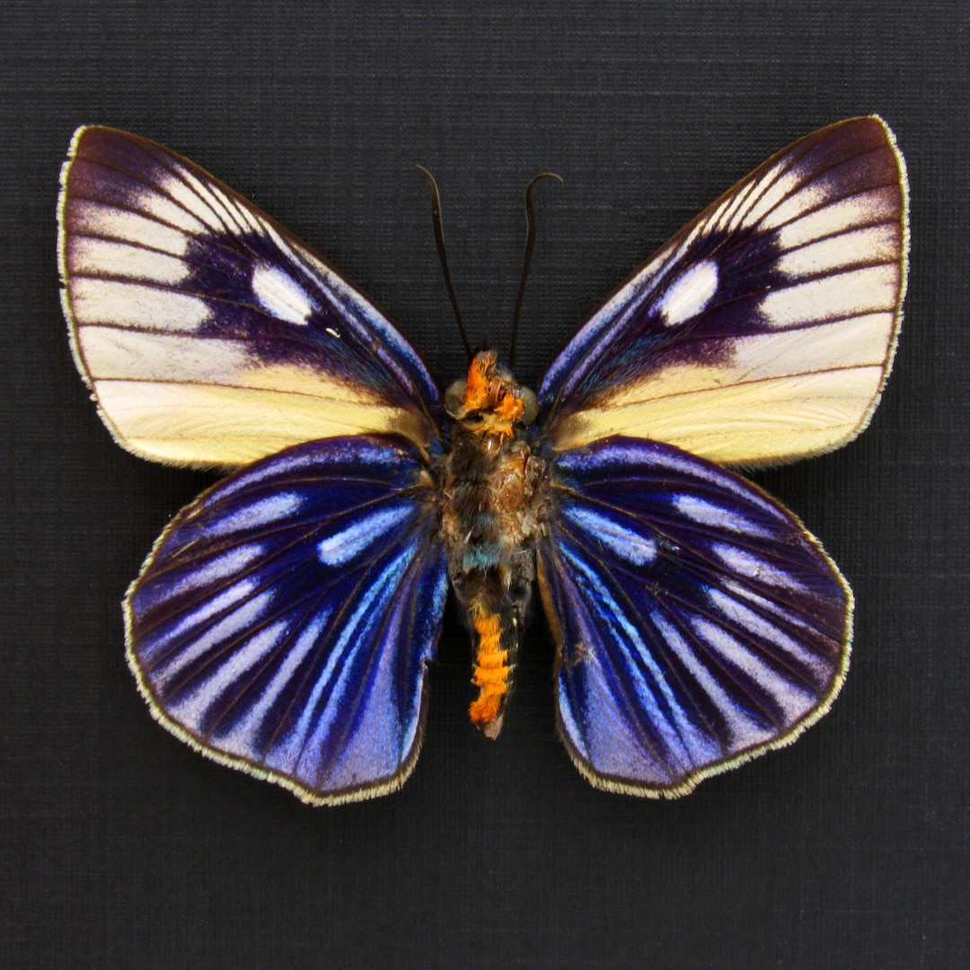 Rare Giant Blue Skipper Butterfly Framed Taxidermy - Burara Imperialis ...