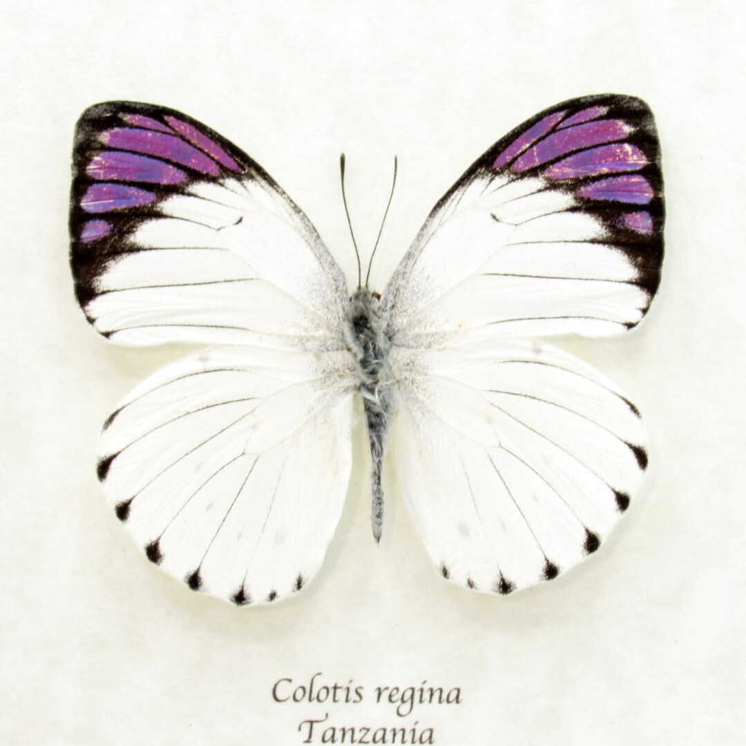 Real Purple Tip Butterfly Framed Taxidermy Colotis Regina - Etsy