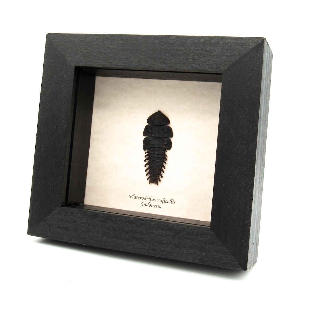 Real Large Trilobite Beetle Framed Specimen - Platerodrilus Ruficollis ...