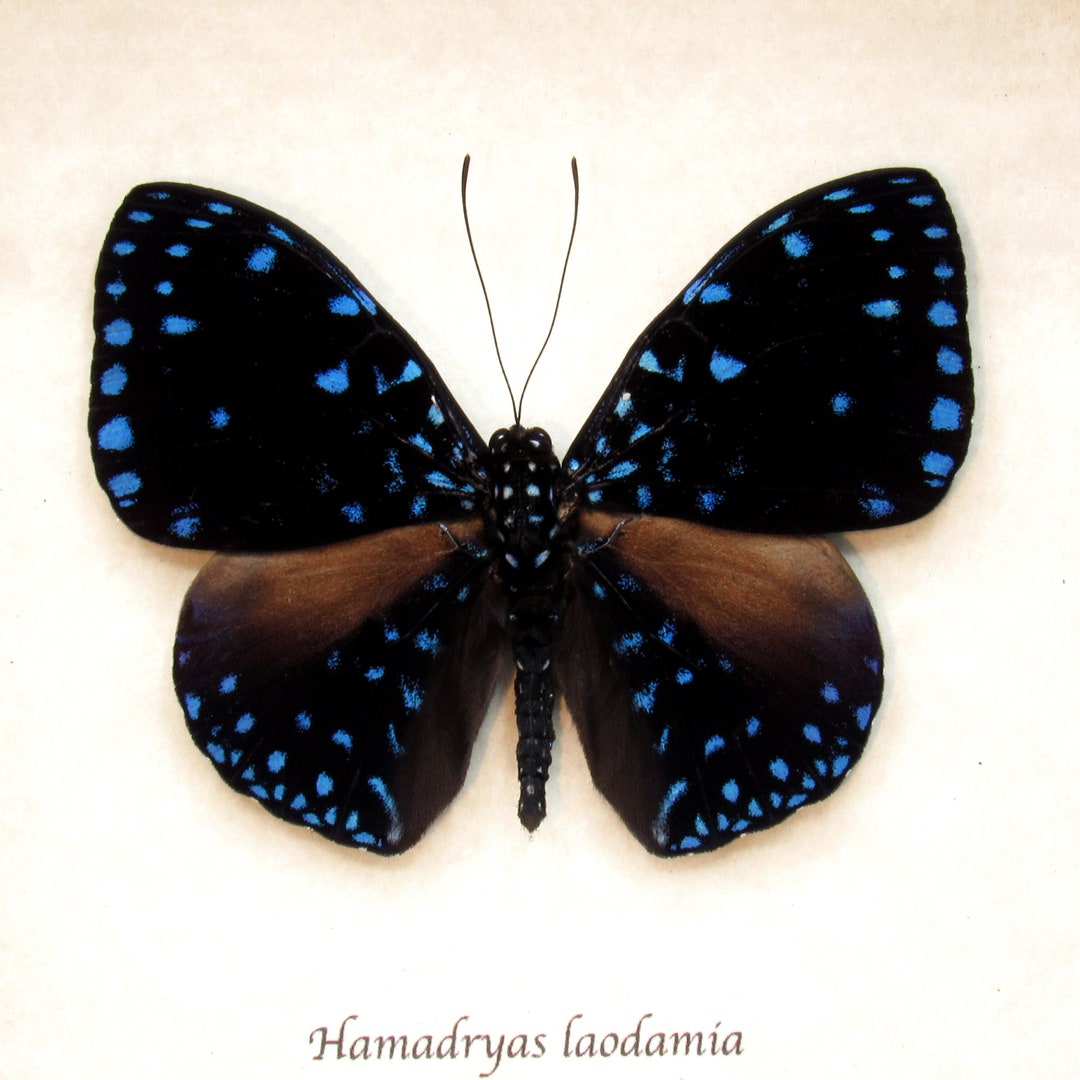 Real Blue Starry Night Butterfly Framed Taxidermy Hamadryas Laodamia - Etsy