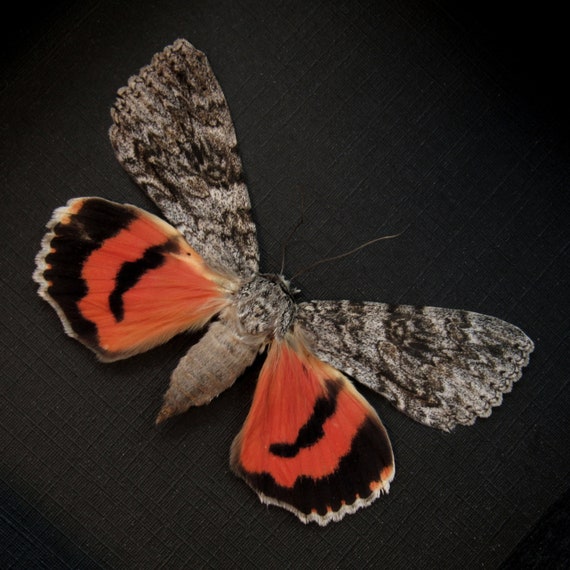 Wall Décor Home Décor Catocala species Real red Underwing moth framed ...