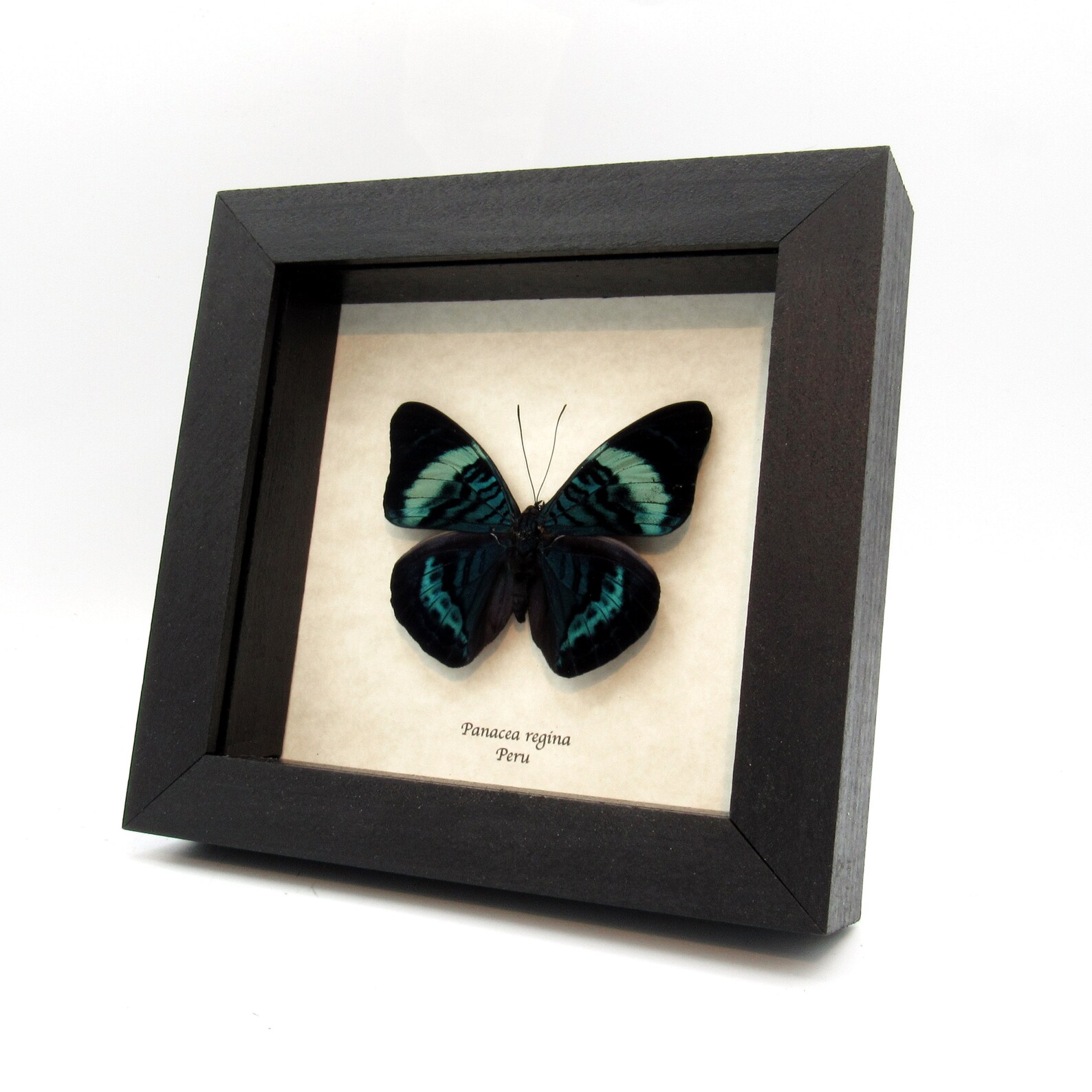 Large Blue Queen Flasher Butterfly Framed Taxidermy Panacea | Etsy